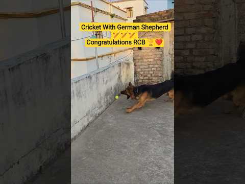 RCB π Champions of IPL 2025 β€οΈ #rcbvspbks #viratkohli #ipl2025 #germanshepherd