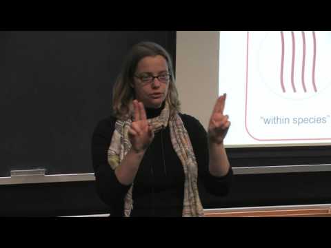 “Adaptation to Genome Duplication in Autotetraploid Arabidopsis arenosa” by Dr. Kirsten Bomblies