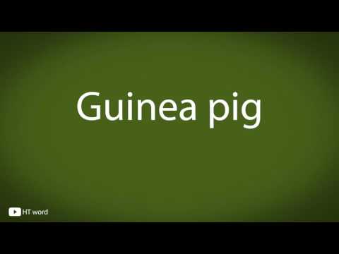 How to pronounce Guinea pig