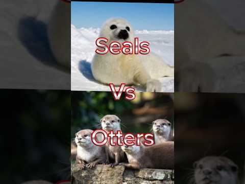 Seals 🦭 vs otters 🦦