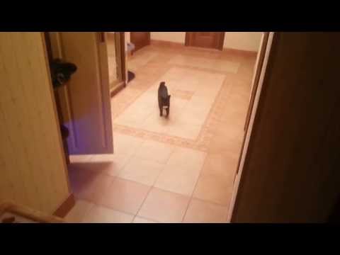 Steam Community :: Video :: Фиёра: "Мышиный квест. Рекурсия. Часть №2." \ Fiora: "Mouse quest ...