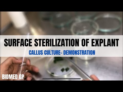Surface sterilization of explant and Callus culture | QUICK DEMONSTRATION VIDEO