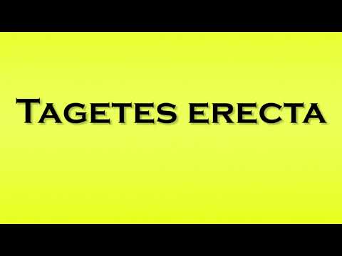 Pronunciation of Tagetes erecta
