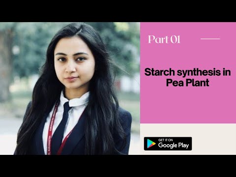 Starch synthesis in Pea Plant