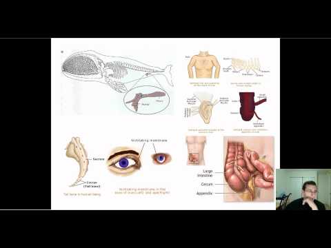 Evidence of Evolution (Part 3): Anatomy - Vestigial & Mosaic Structures