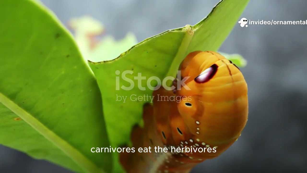 Study of forest ecosystems