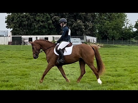 Numero Knock Dressage