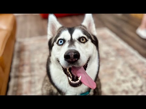 Dog for adoption - Freya Belle the Most Affectionate Husky, a Siberian ...