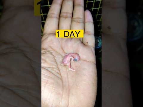 30 SECOND in 30 DAYS | BABY BIRD GROWTH STAGES#shorts #birds