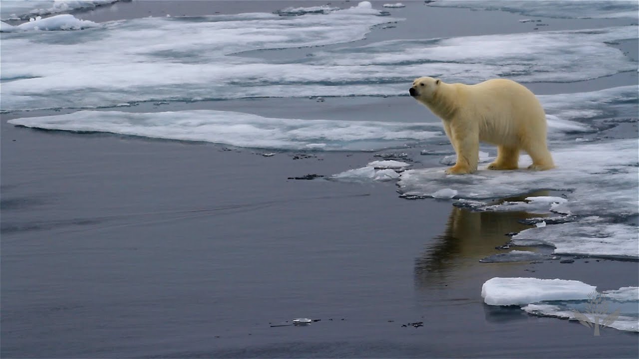 Did You Know: Extinction | Encyclopaedia Britannica