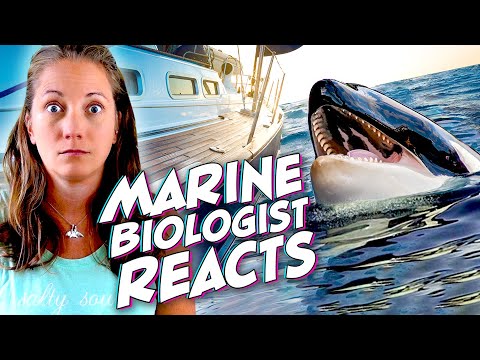 Why Are Orcas Attacking Boats? A Marine Biologist Explains