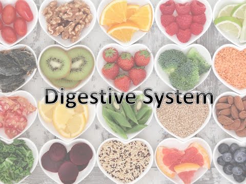 Medical Terminology Word Parts of the Digestive System