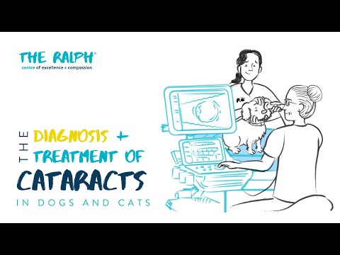 The Diagnosis and Treatment of Cataracts in Dogs and Cats