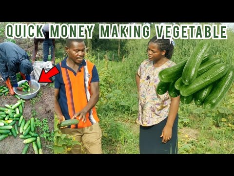 How To Make GH¢ 40,000 Every Two Months From Cucumber Farming | Frenat Farms