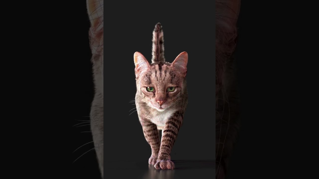 Tabby cat walk cycle