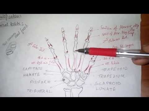 Anatomy of Phalanges (Simplified and quick way of learning) on your reading Table