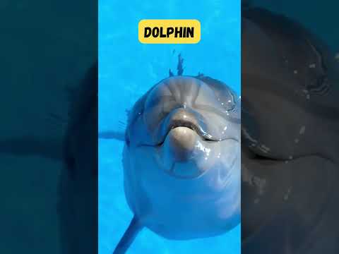 Underwater ABCs | Quick Dive with Sea Animals Song for Kids | #abcd #kids #shorts #viralvideo