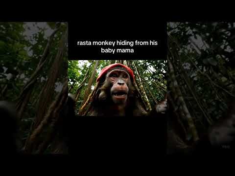 Rasta monkey edition Google Veo 3