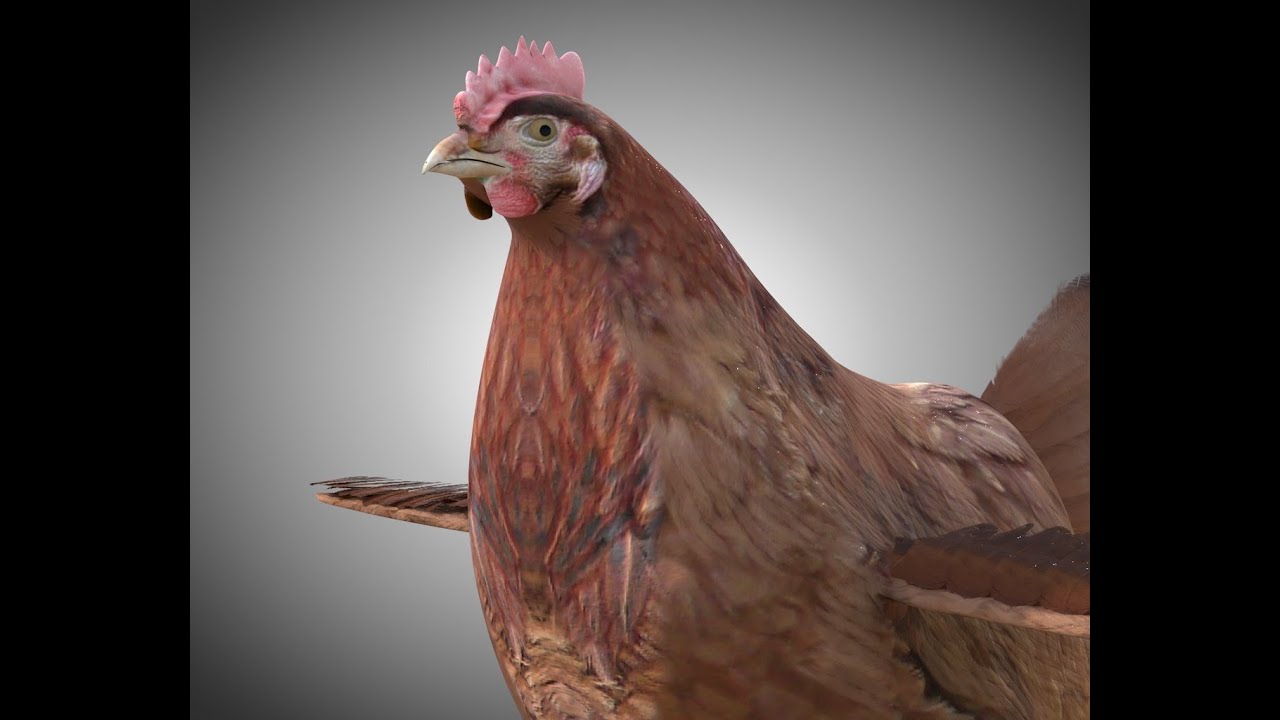 3D Model Chicken Hen PBR Bird Rigged Low poly at 3DExport.com