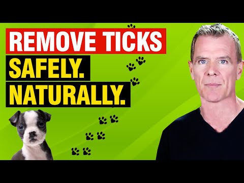 How to Remove Ticks From Your Dog (Safely and Naturally)