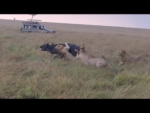 lion pride hide and attack a buffalo alone video