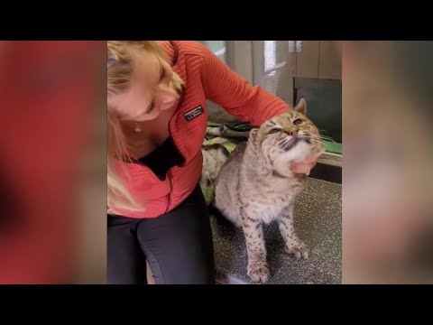 Blanche the bobcat happy to be home