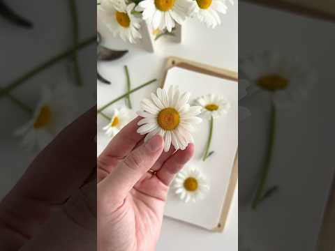 I preserved daisies from our garden with my flower press and they turned out so cute!