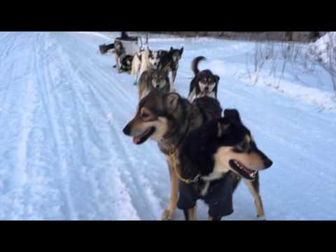 Learning about the Iditarod