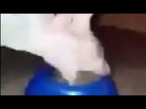 cat eating in low quality