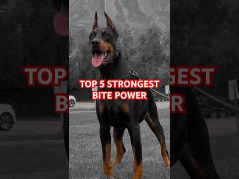 Top 5 Strongest Dog Bites! #dogbite #bitepower #dogfans