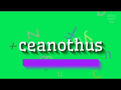How to say "ceanothus"! (High Quality Voices)