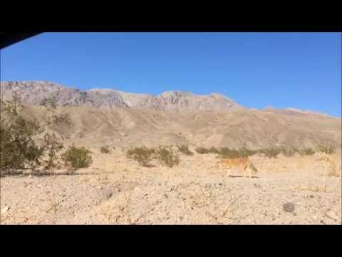 A Coyote in Death Valley