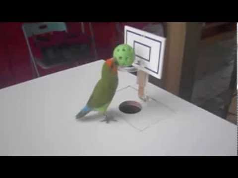 What a Smart Bird! | havefunwithkids