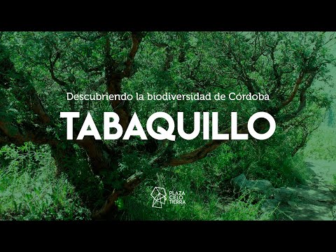 DESCUBRIENDO LA BIODIVERSIDAD DE CÓRDOBA: Tabaquillo