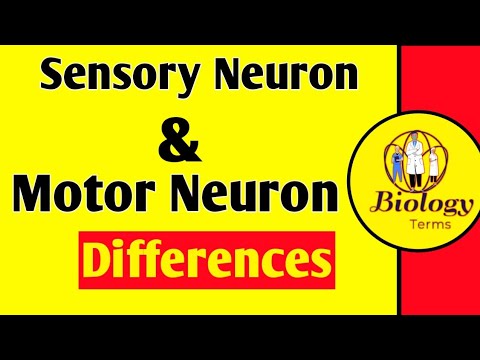 Sensory Neuron and Motor Neuron Differences📖 | Sensory vs Motor Neuron