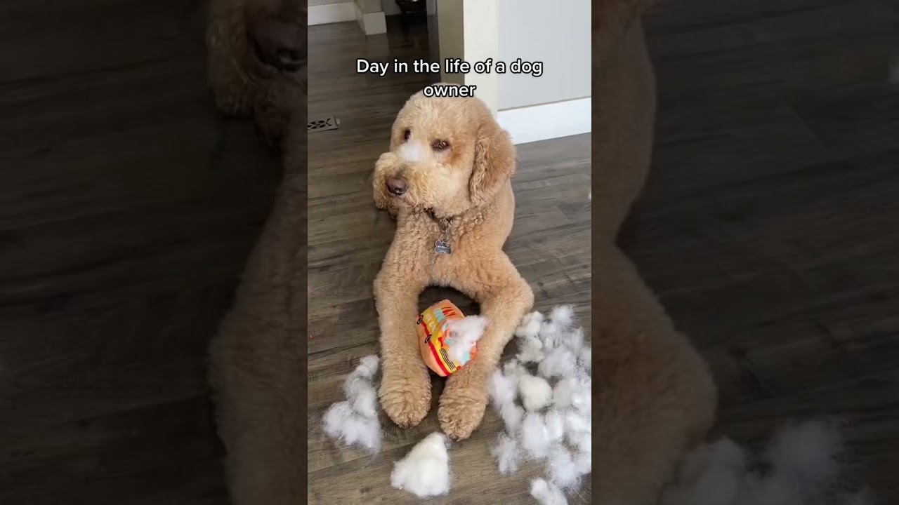 Just the usual #dog #goldendoodle