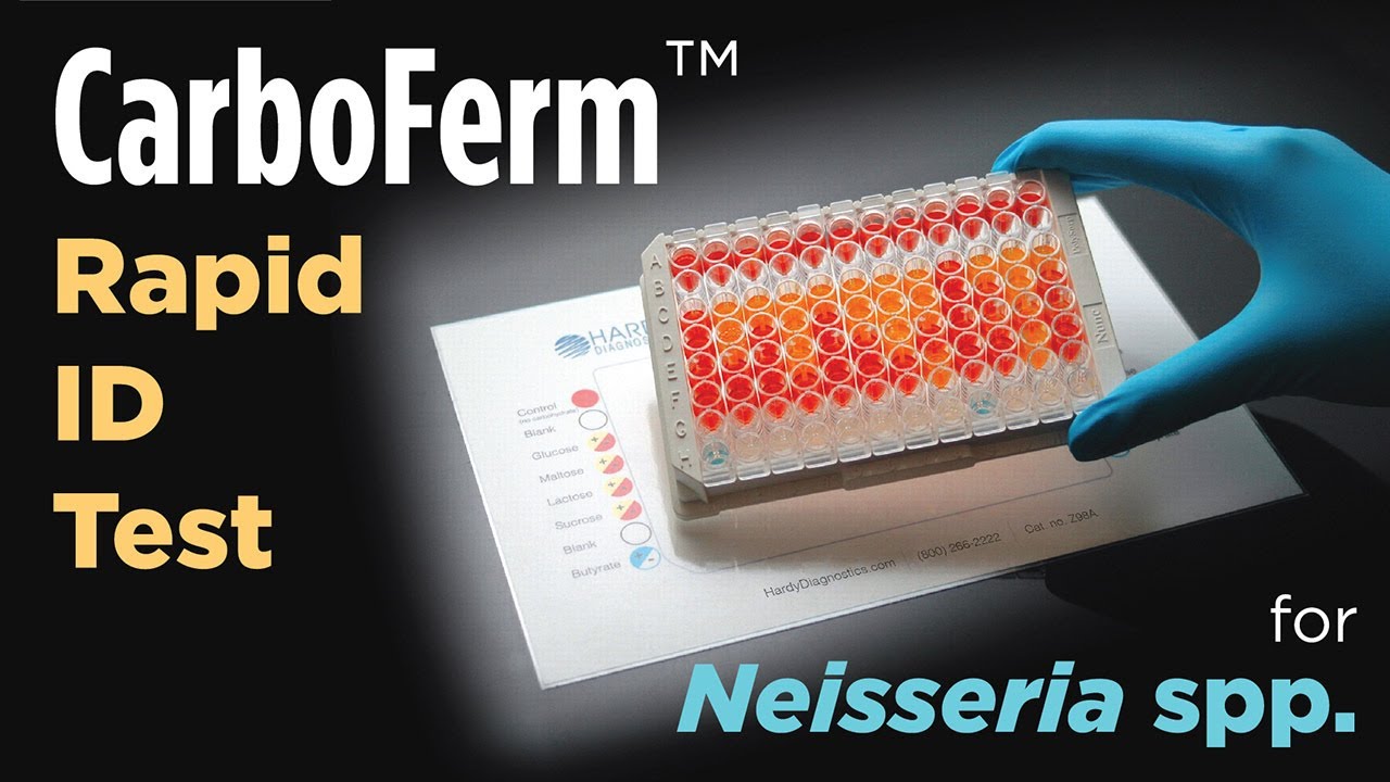 CarboFerm™ rapid carbohydrate test for Neisseria and Moraxella