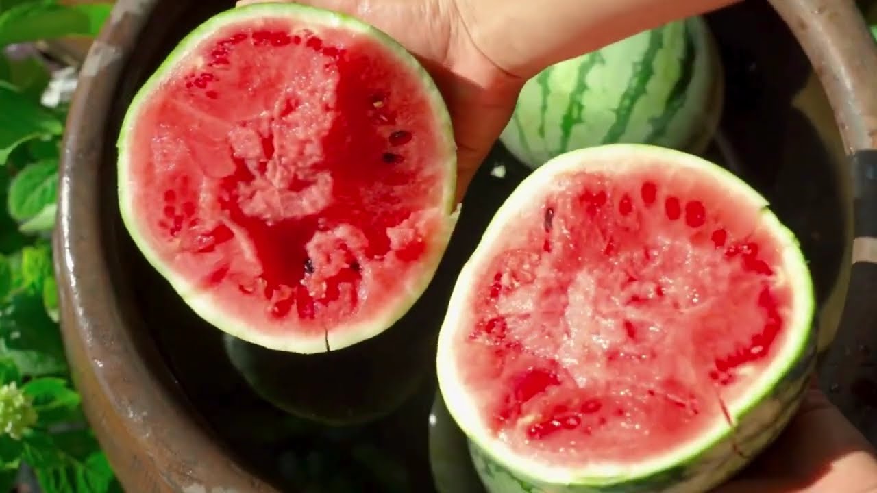 Pure Joy Farm to Table Cooking with Fresh Spring Greens  Little Forest Vlog #farmerslife #naturevlog