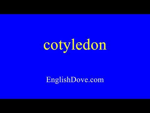 How to pronounce cotyledon in American English