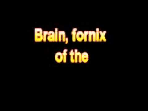 What Is The Definition Of Brain, fornix of the Medical Dictionary Free Online
