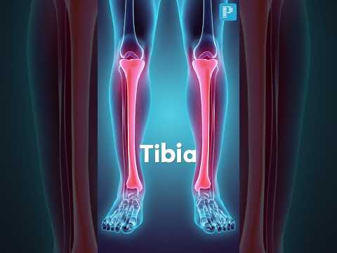 Different Types of Bones In Human Body!