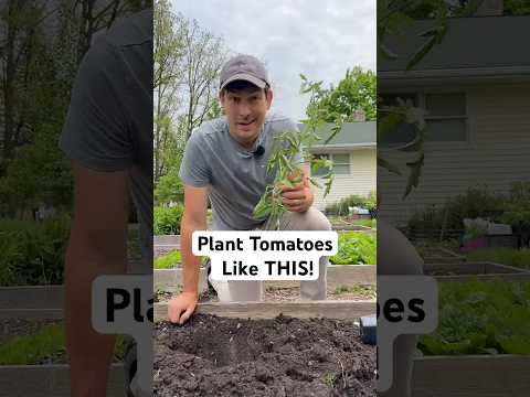 Plant Your Tomatoes Like THIS! #gardening #garden #tomato #gardentips #shorts