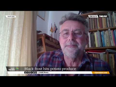 Black frost in South Africa’s Limpopo region hit potato crops hard ...