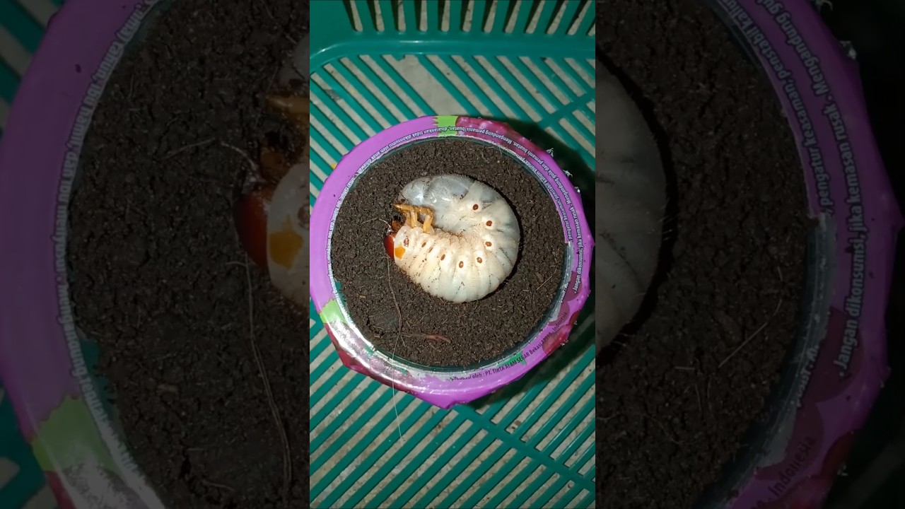scary!! beetle larvae suddenly emerged from the container filled with soil quickly #shorts