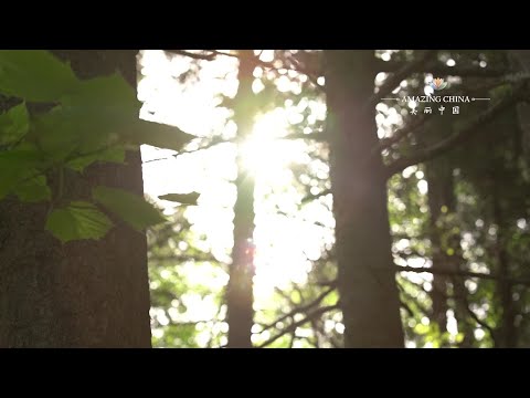 The hometown of the red pine tree