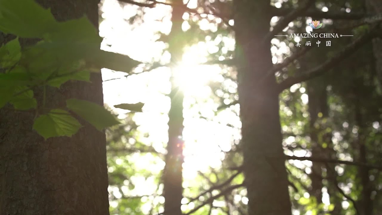The hometown of the red pine tree