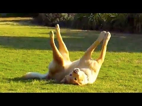 Herp Derp Dog hurrrr (Cats are smarter than dogs)