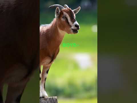 What is the Full Form of GOAT?