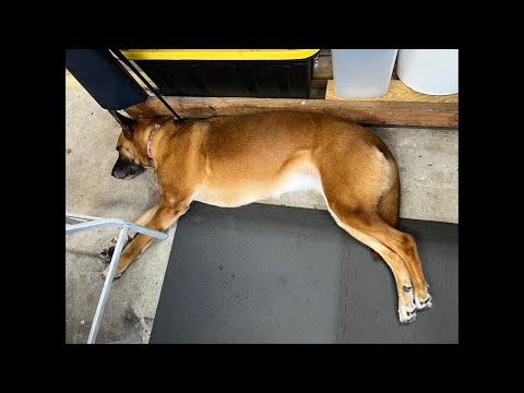 Dog Grooming Shear Sharpening - Sharpen Right Services LLC - Mike White is live!