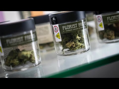 NYS launch of cannabis growers showcase